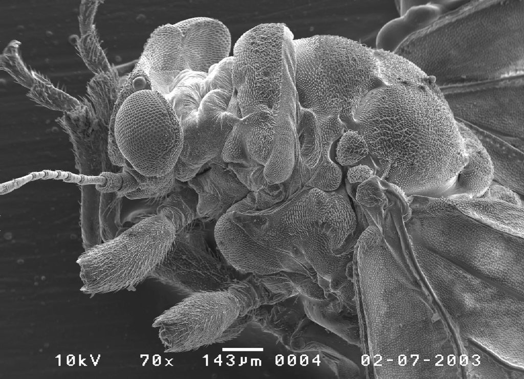 Lunar Moth High Resolution SEM Image - Ethos Engineering and Testing