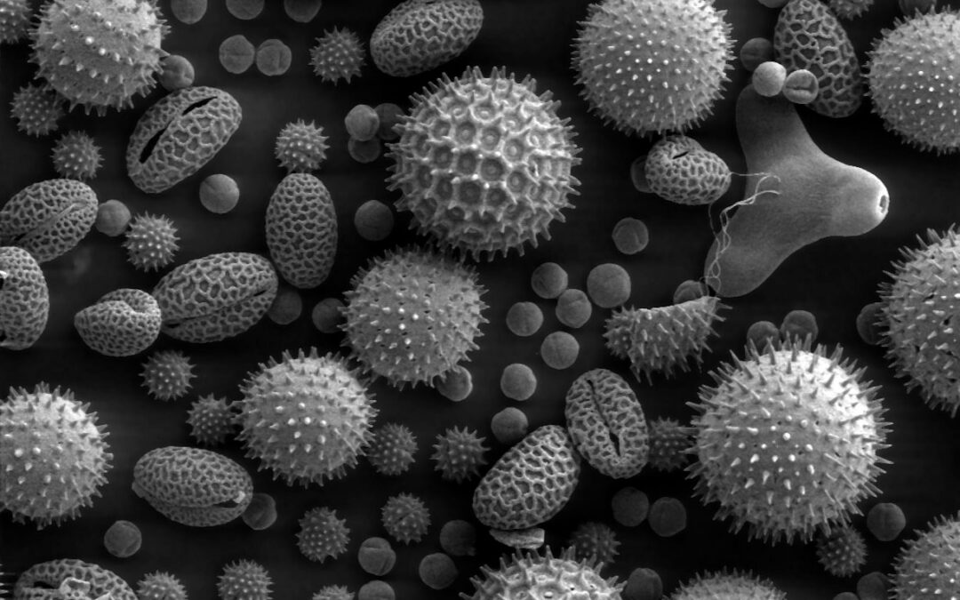 High Resolution Pollen Image SEM - Ethos Engineering and Testing